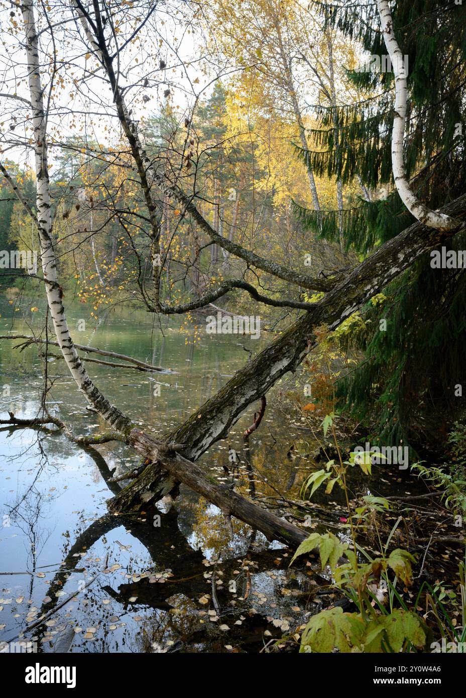 Bizarrely curved trunks and branches of trees over the water of the ...