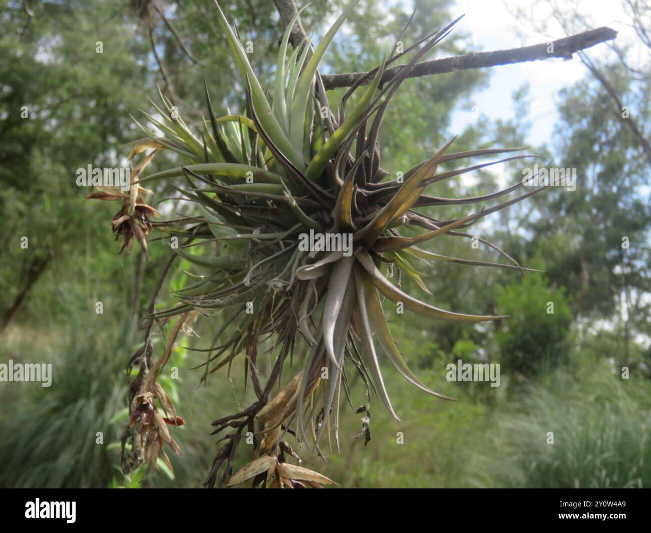 (Tillandsia aeranthos) Plantae Stock Photo - Alamy