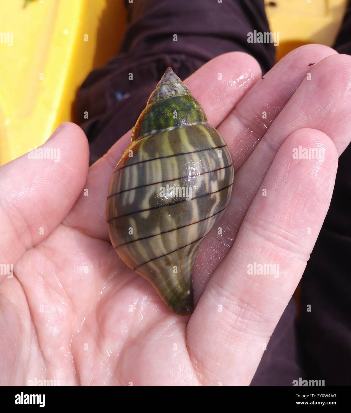 Eastern Banded Tulip (Cinctura hunteria) Mollusca Stock Photo - Alamy