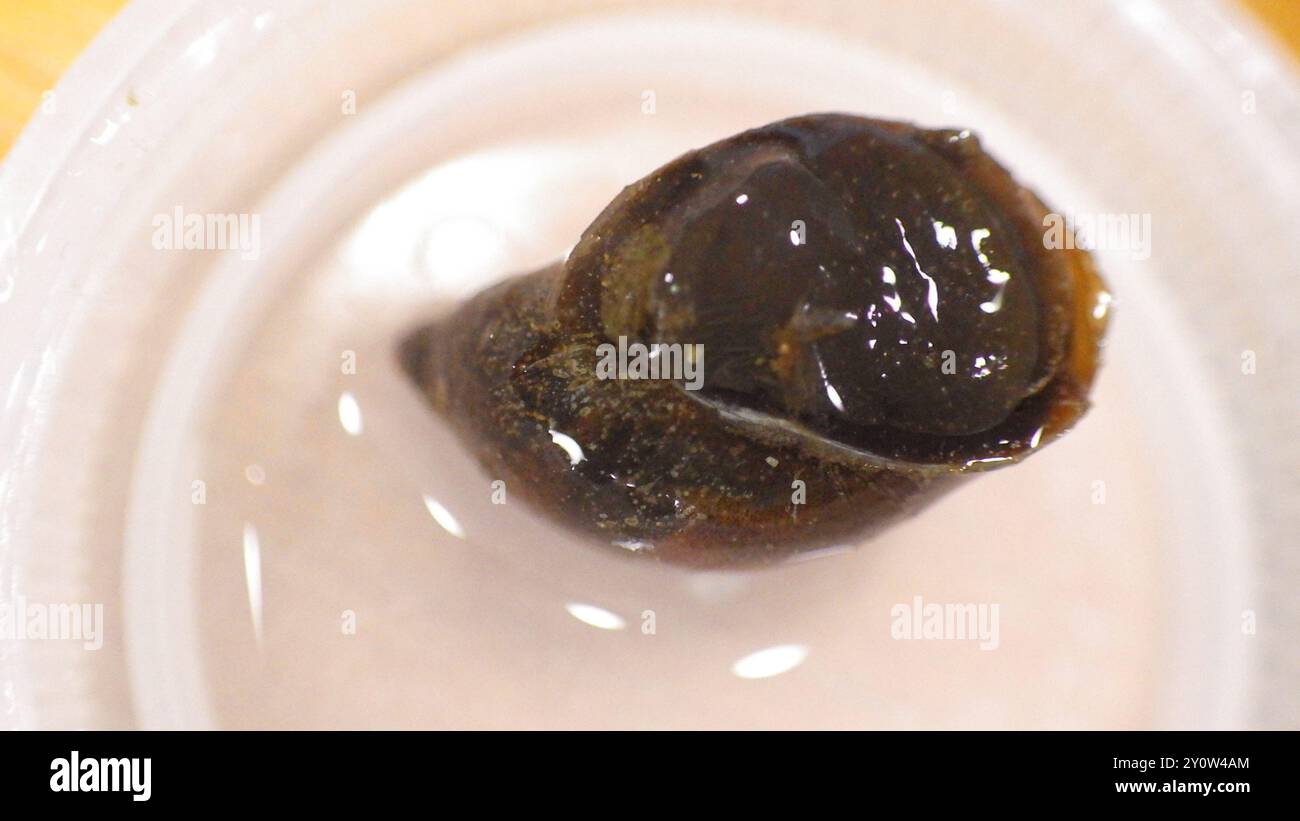 Pond and Melantho Snails (Lymnaeidae) Mollusca Stock Photo - Alamy