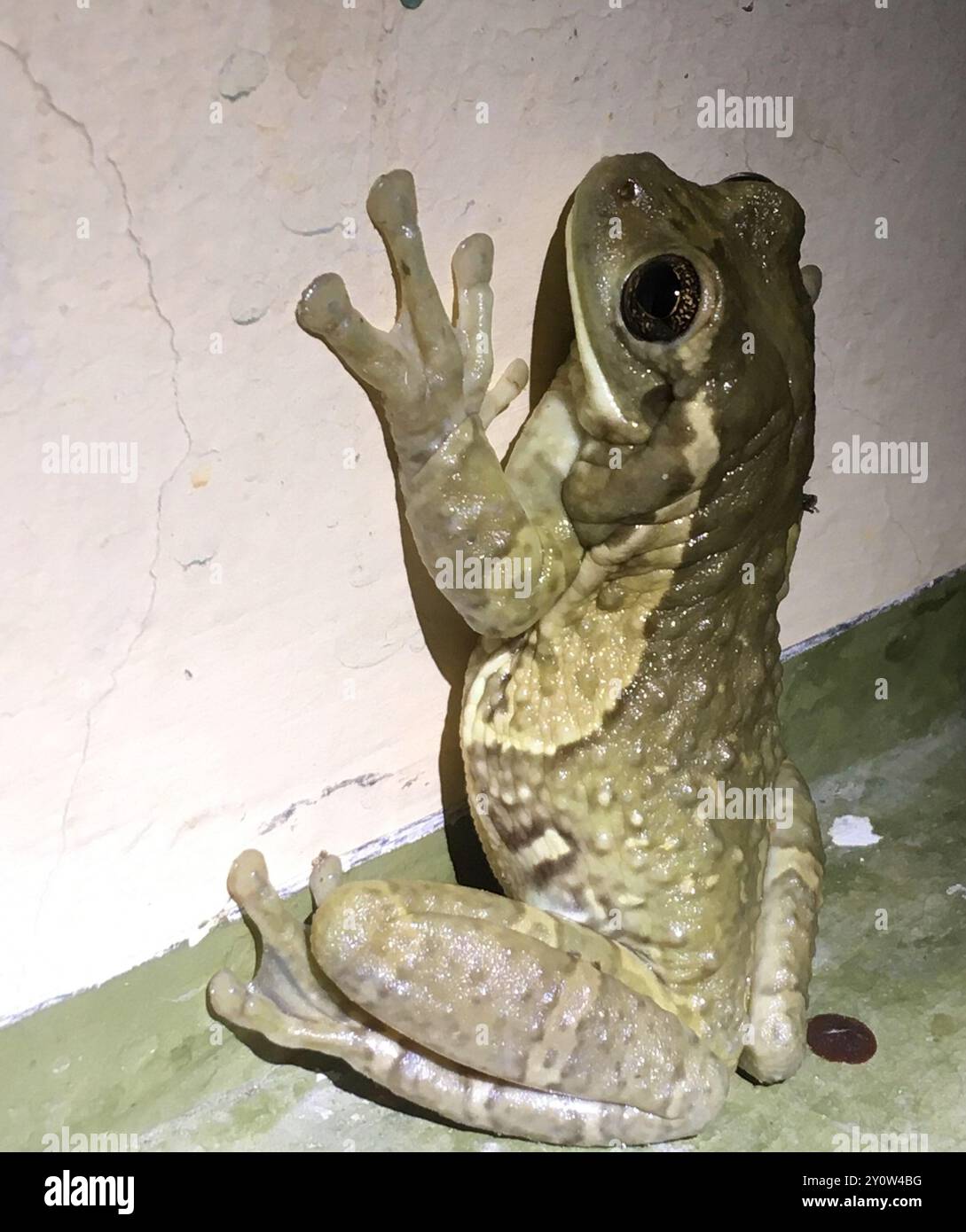 Vermiculated Tree Frog (Trachycephalus vermiculatus) Amphibia Stock ...