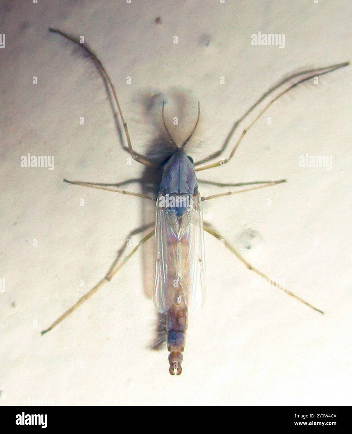 Non-biting Midges (Chironomidae) Insecta Stock Photo - Alamy