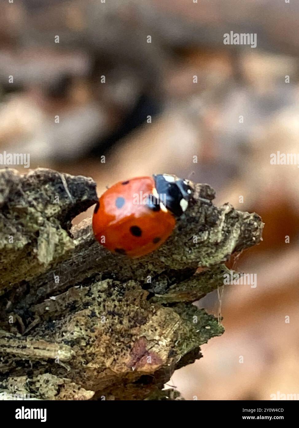 Seven-spotted Lady Beetle (Coccinella septempunctata) Insecta Stock ...