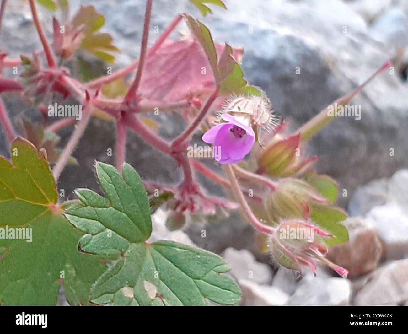 Round-leaved Crane's-bill (Geranium rotundifolium) Plantae Stock Photo ...