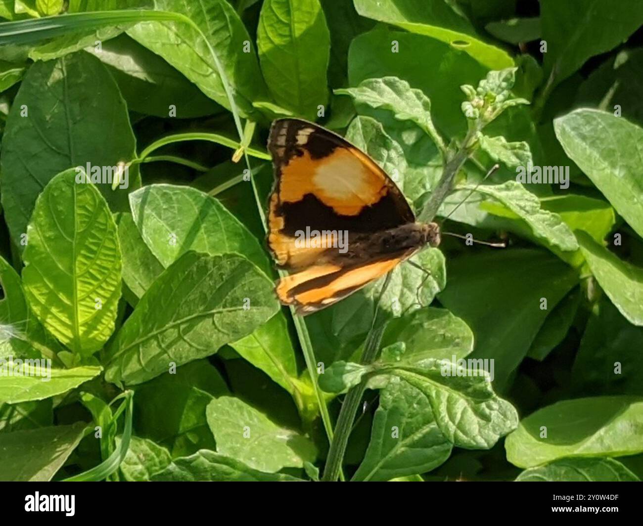 African Yellow Pansy (Junonia hierta cebrene) Insecta Stock Photo - Alamy