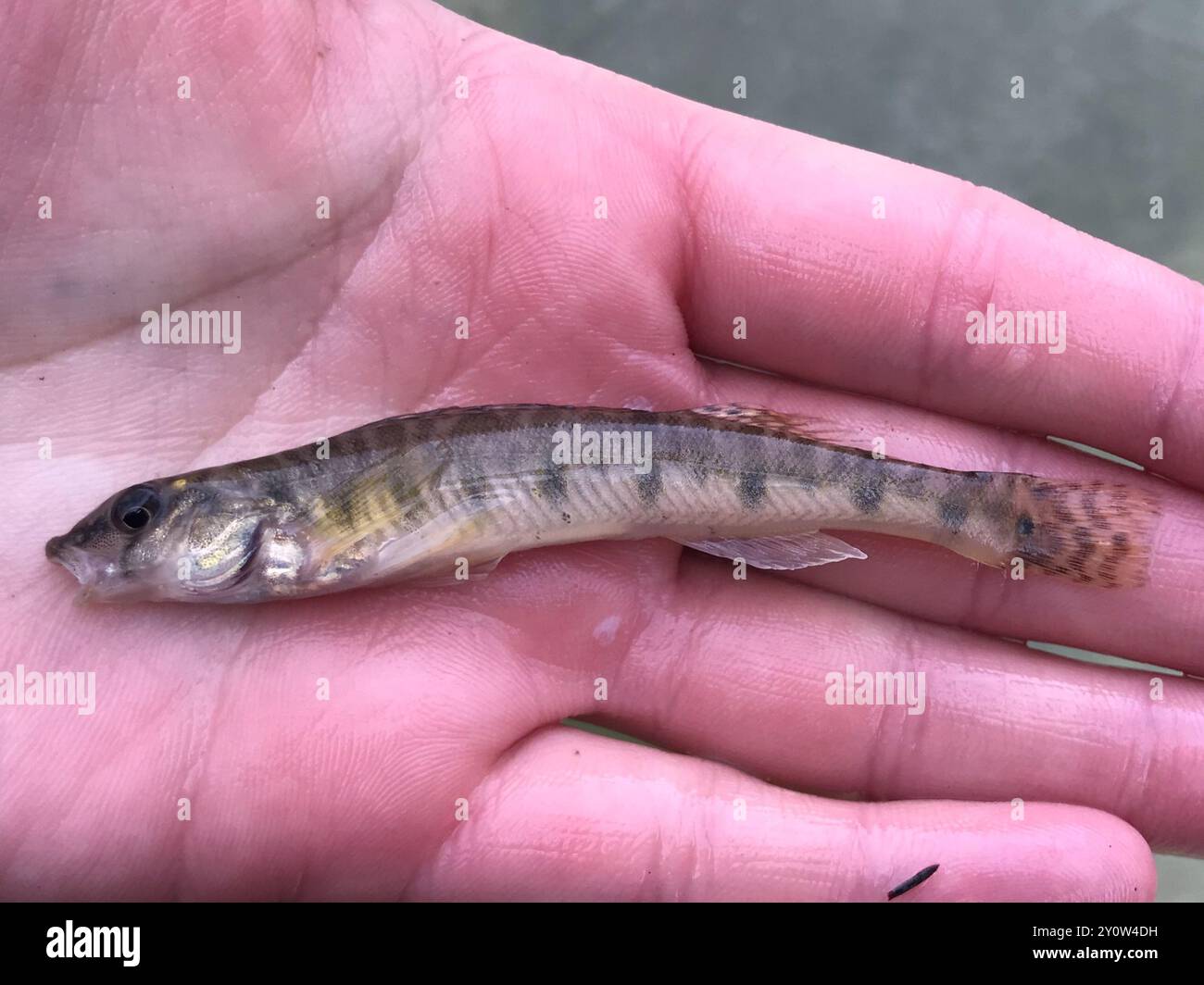 Texas Logperch (Percina carbonaria) Actinopterygii Stock Photo - Alamy