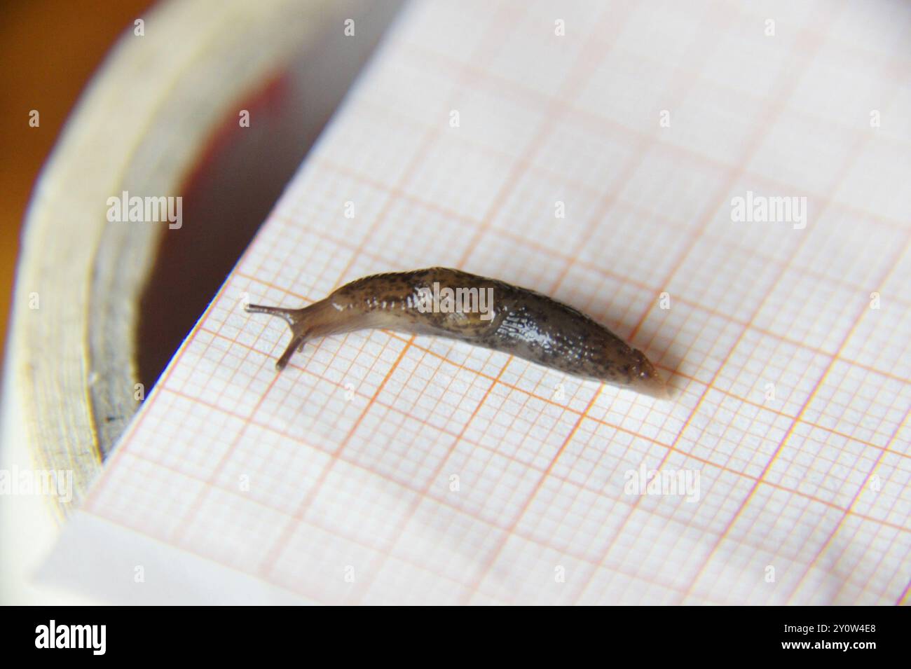 Smooth Land Slugs (Deroceras) Mollusca Stock Photo - Alamy
