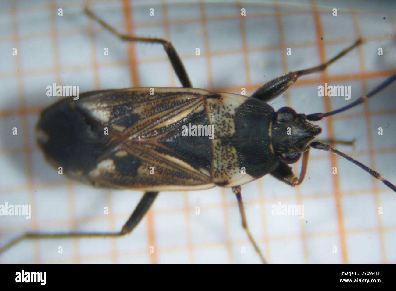 bright-spotted groundbug (Rhyparochromus vulgaris) Insecta Stock Photo ...