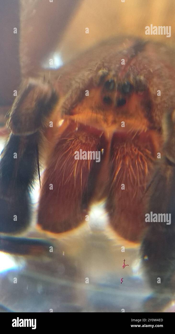 Brazilian Wandering Spider (Phoneutria nigriventer) Arachnida Stock ...