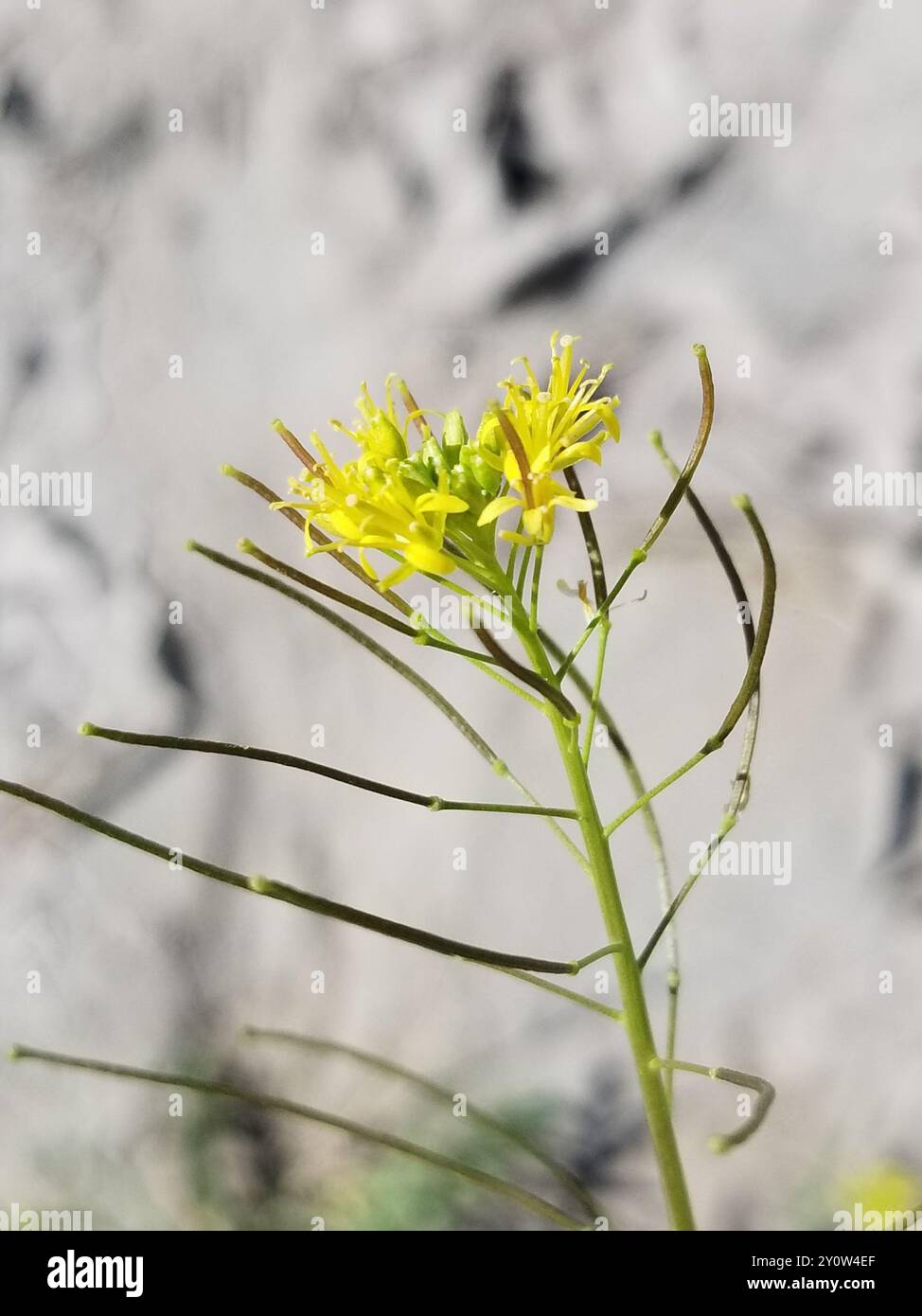 London rocket (Sisymbrium irio) Plantae Stock Photo - Alamy