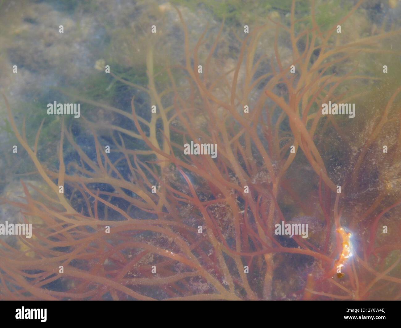 red algae (Rhodophyta) Plantae Stock Photo - Alamy