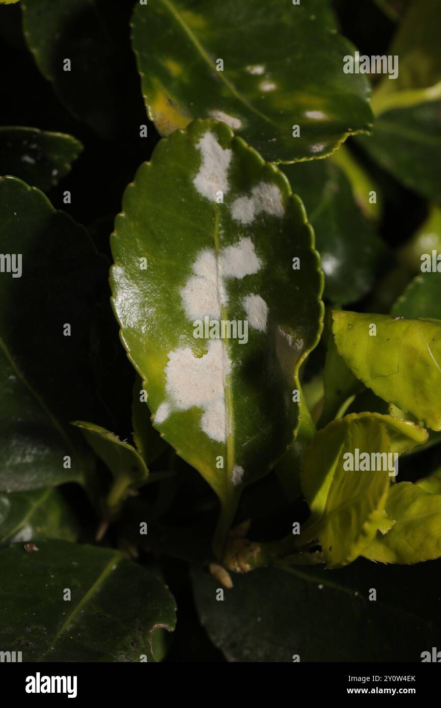Spindletree powdery mildew (Erysiphe euonymicola) Fungi Stock Photo - Alamy