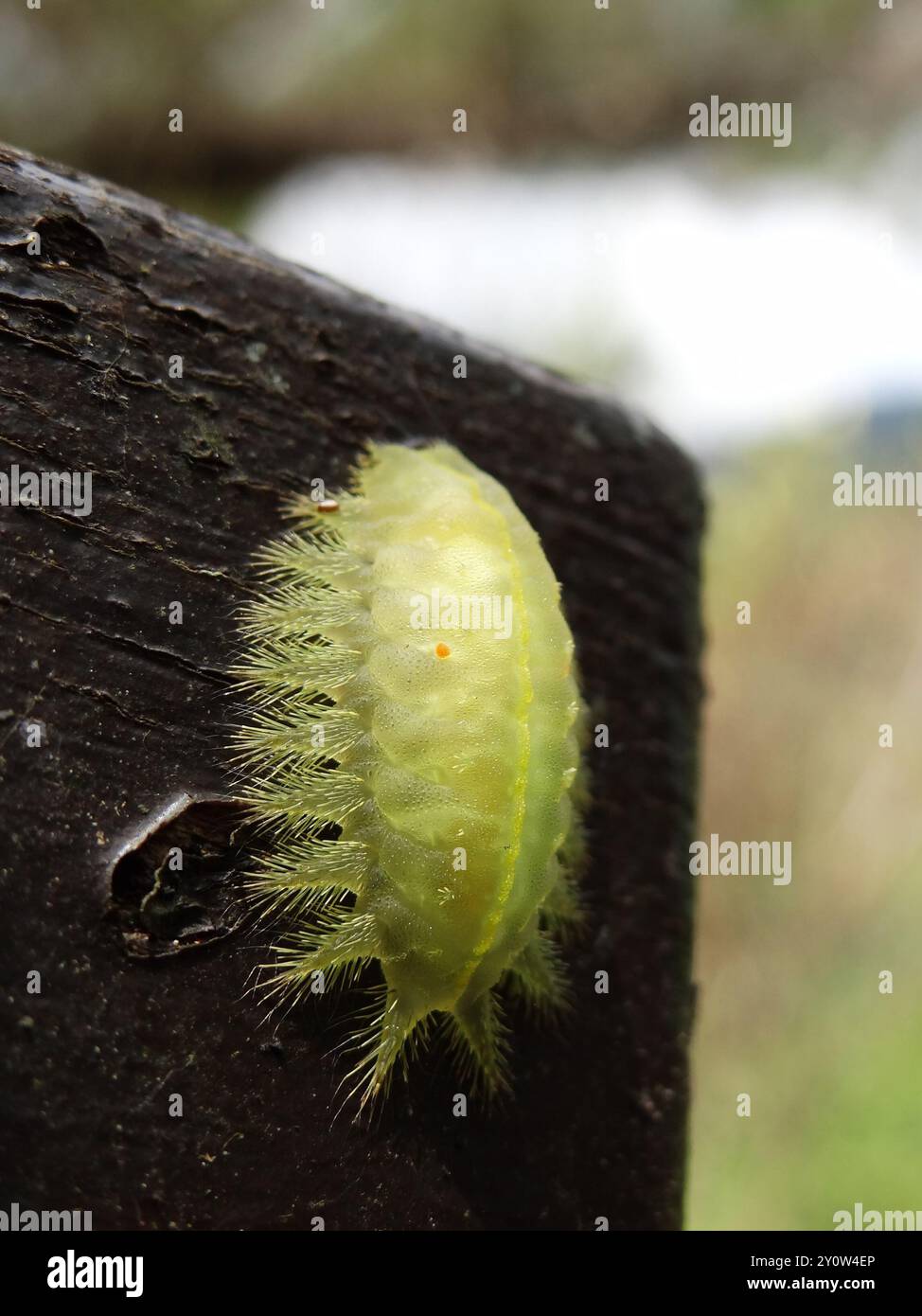 Thosea sinensis hi-res stock photography and images - Alamy