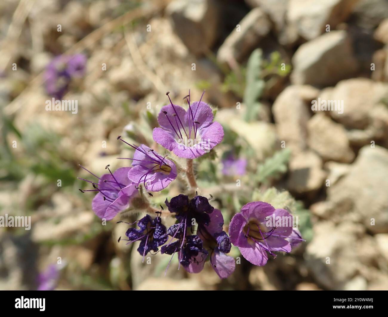 Notch-leaf Scorpionweed (Phacelia crenulata) Plantae Stock Photo - Alamy