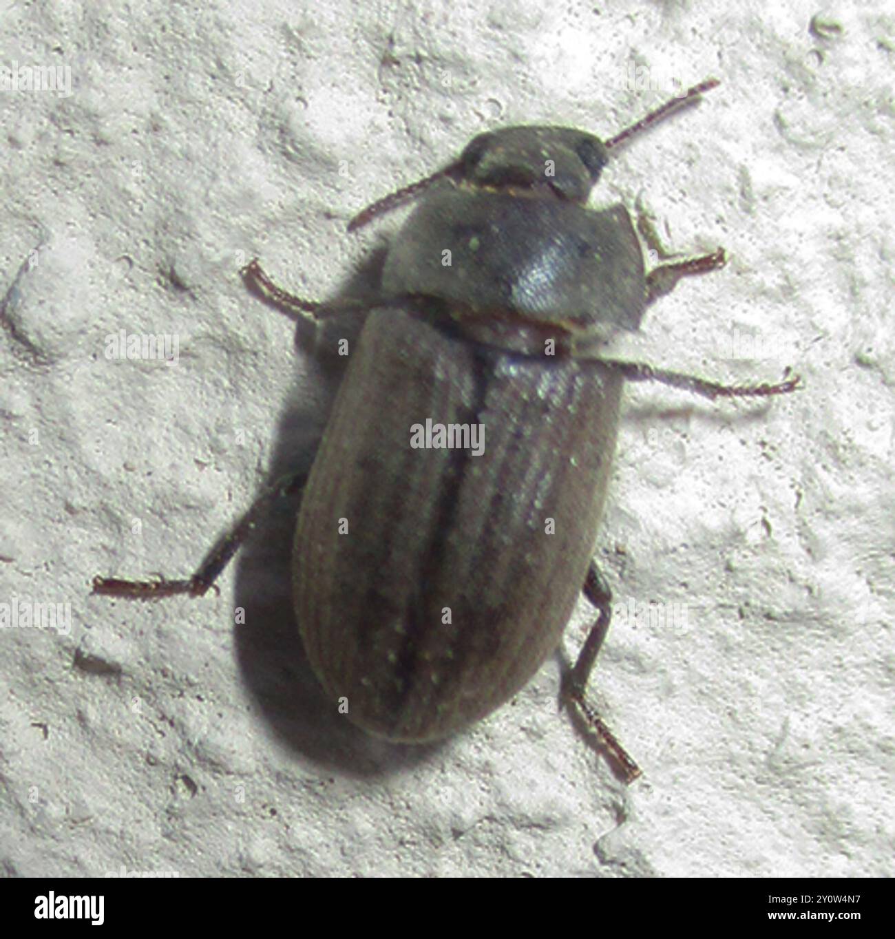 Dusty Surface Beetles (Gonocephalum) Insecta Stock Photo - Alamy