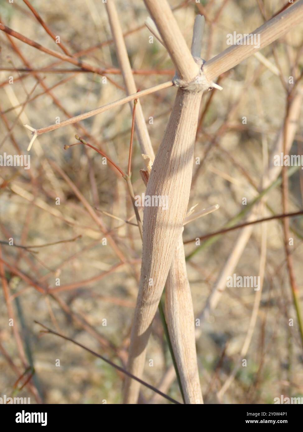 Desert Trumpet (Eriogonum inflatum) Plantae Stock Photo - Alamy