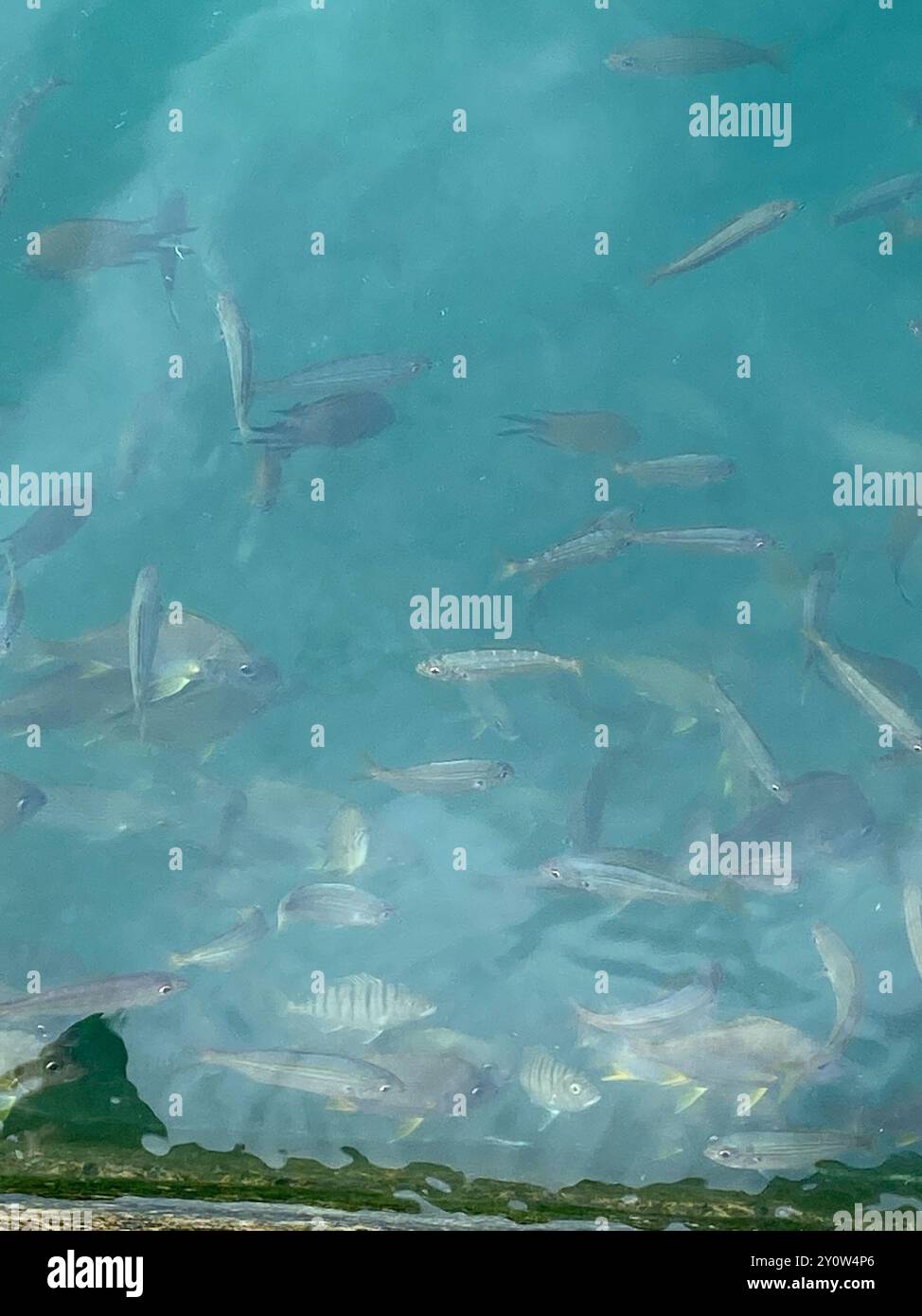 Striped Seabream (Lithognathus mormyrus) Actinopterygii Stock Photo - Alamy