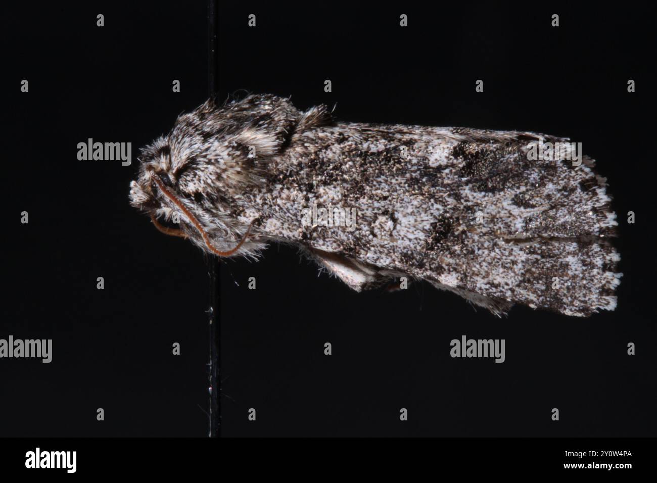 Impressive Dagger (Acronicta impressa) Insecta Stock Photo - Alamy