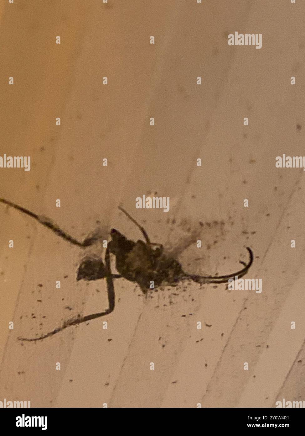 Blue-eyed Ensign Wasp (Evania appendigaster) Insecta Stock Photo - Alamy