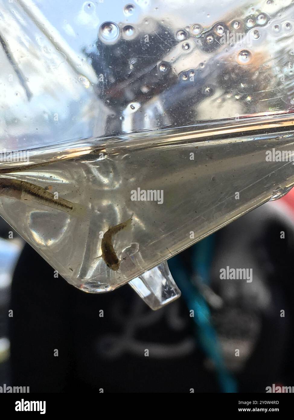 Least Killifish (Heterandria formosa) Actinopterygii Stock Photo - Alamy