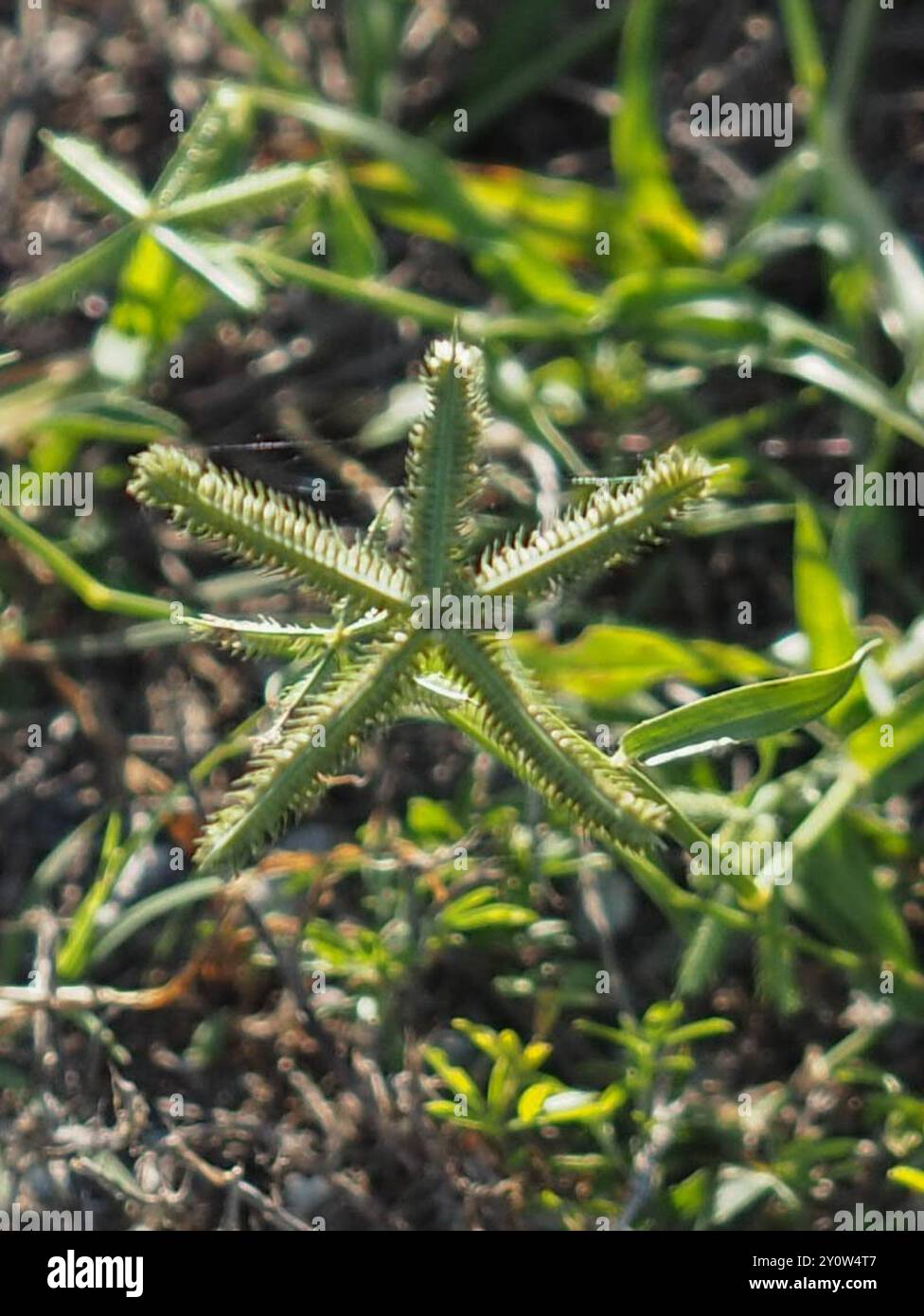 Durban Crowfoot (Dactyloctenium aegyptium) Plantae Stock Photo - Alamy