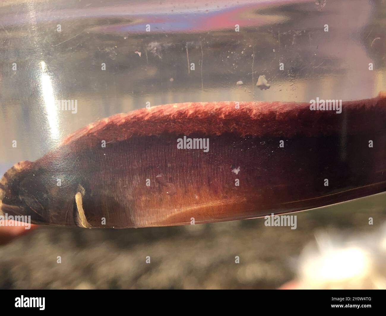 High Cockscomb (Anoplarchus purpurescens) Actinopterygii Stock Photo ...