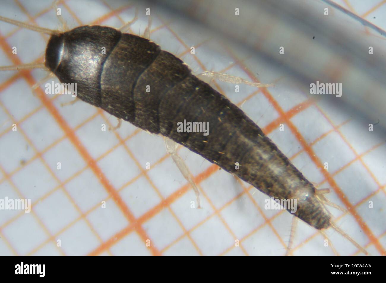 Common Silverfish (Lepisma saccharinum) Insecta Stock Photo - Alamy