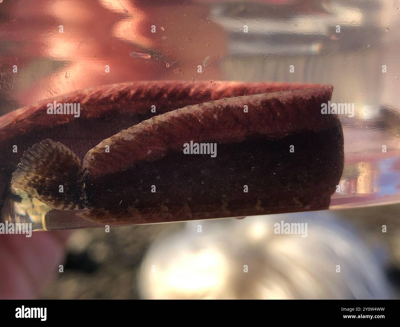 High Cockscomb (Anoplarchus purpurescens) Actinopterygii Stock Photo ...