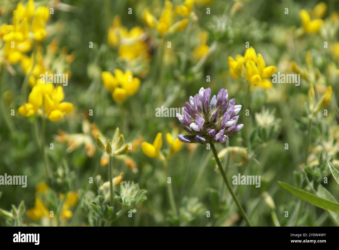 arabian pea (Bituminaria bituminosa) Plantae Stock Photo - Alamy