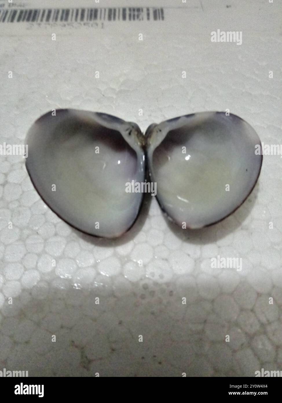 (Tivela mactroides) Mollusca Stock Photo - Alamy