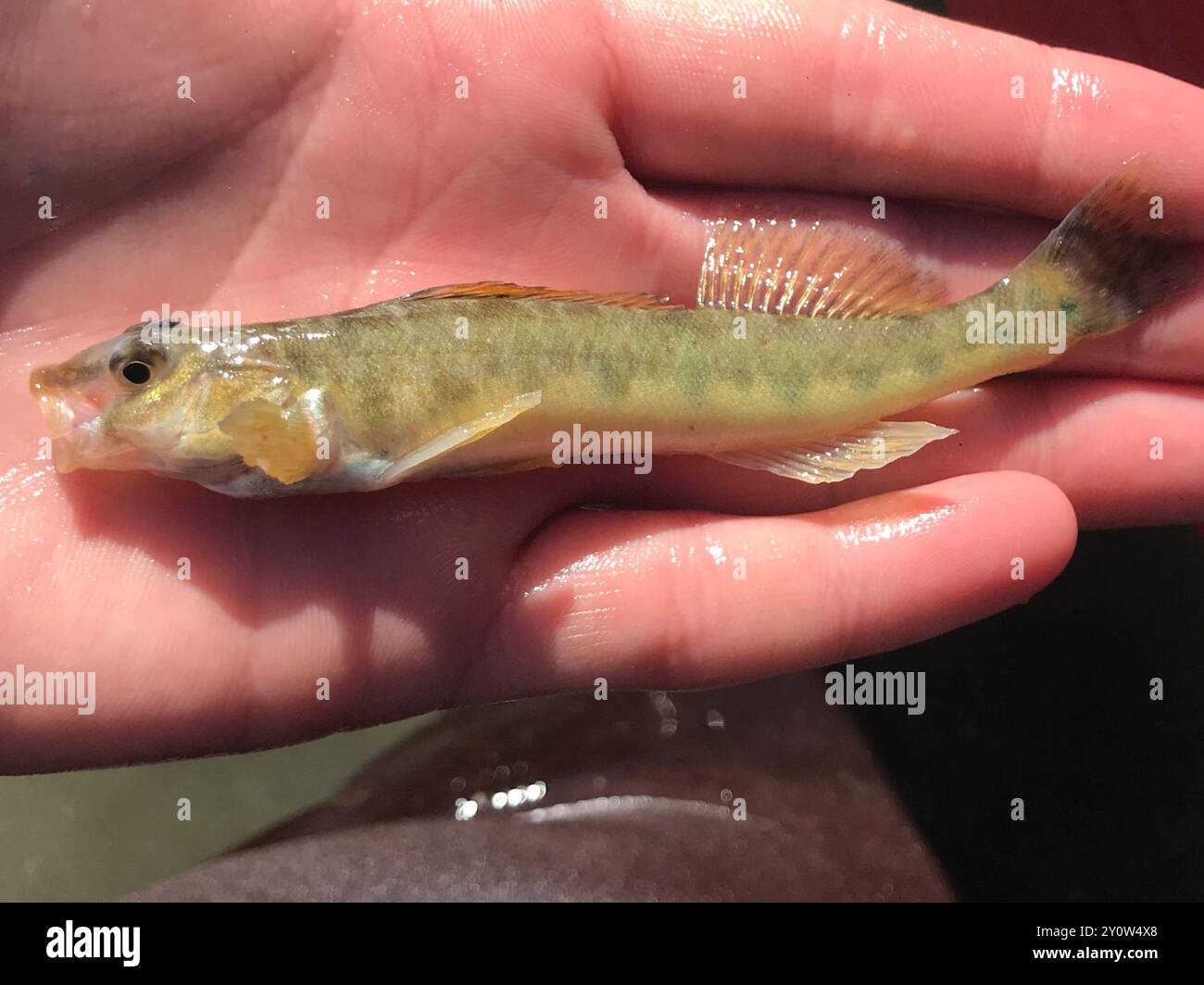 Texas Logperch (Percina carbonaria) Actinopterygii Stock Photo - Alamy