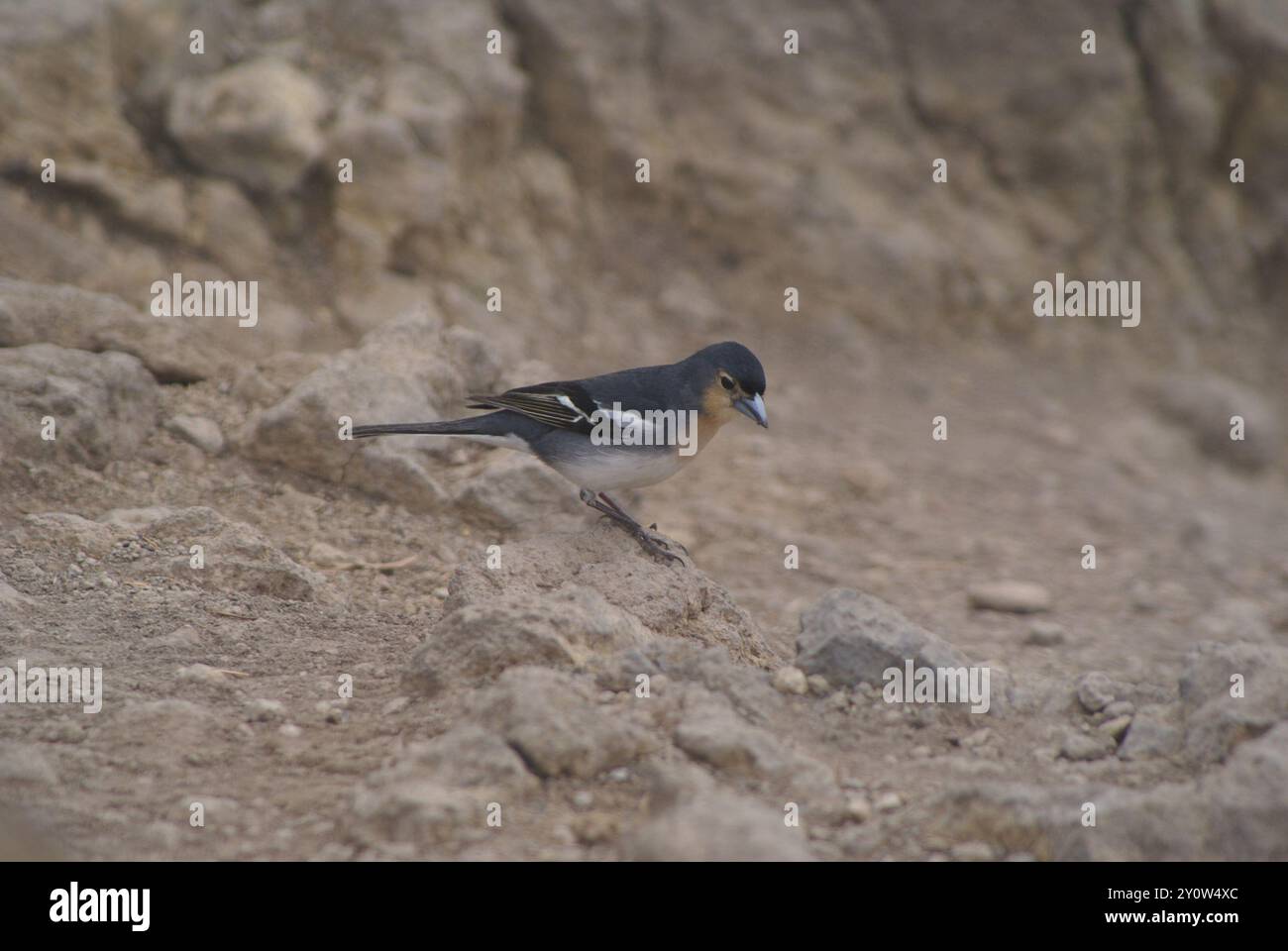 Fringilla canariensis canariensis hi-res stock photography and images ...