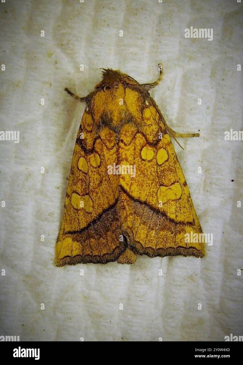 Rigid Sunflower Borer Moth (Papaipema rigida) Insecta Stock Photo - Alamy