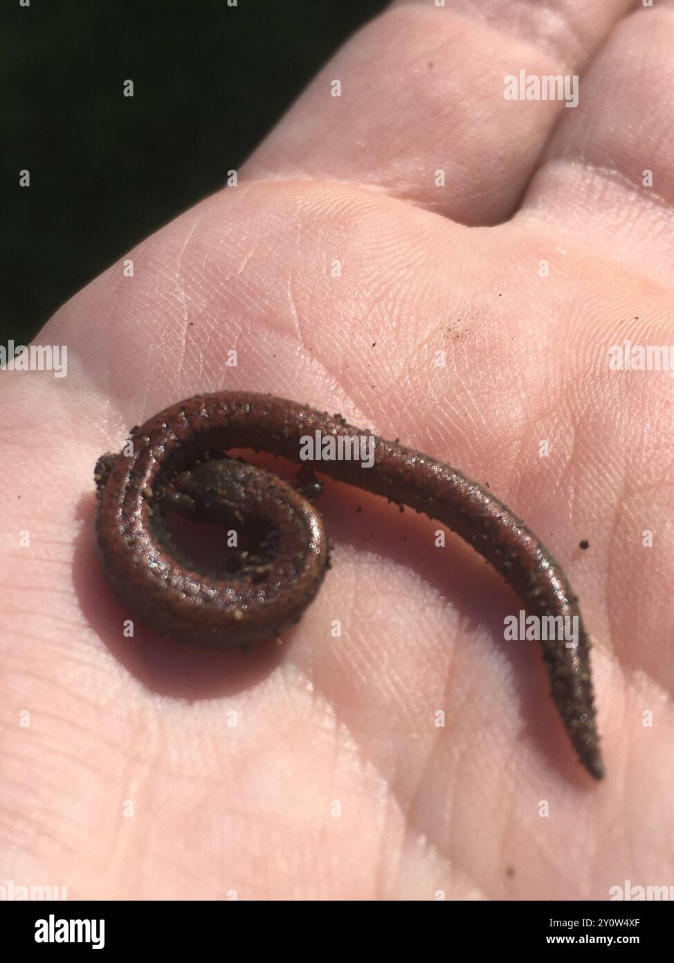 Southern California Slender Salamander (Batrachoseps major) Amphibia ...