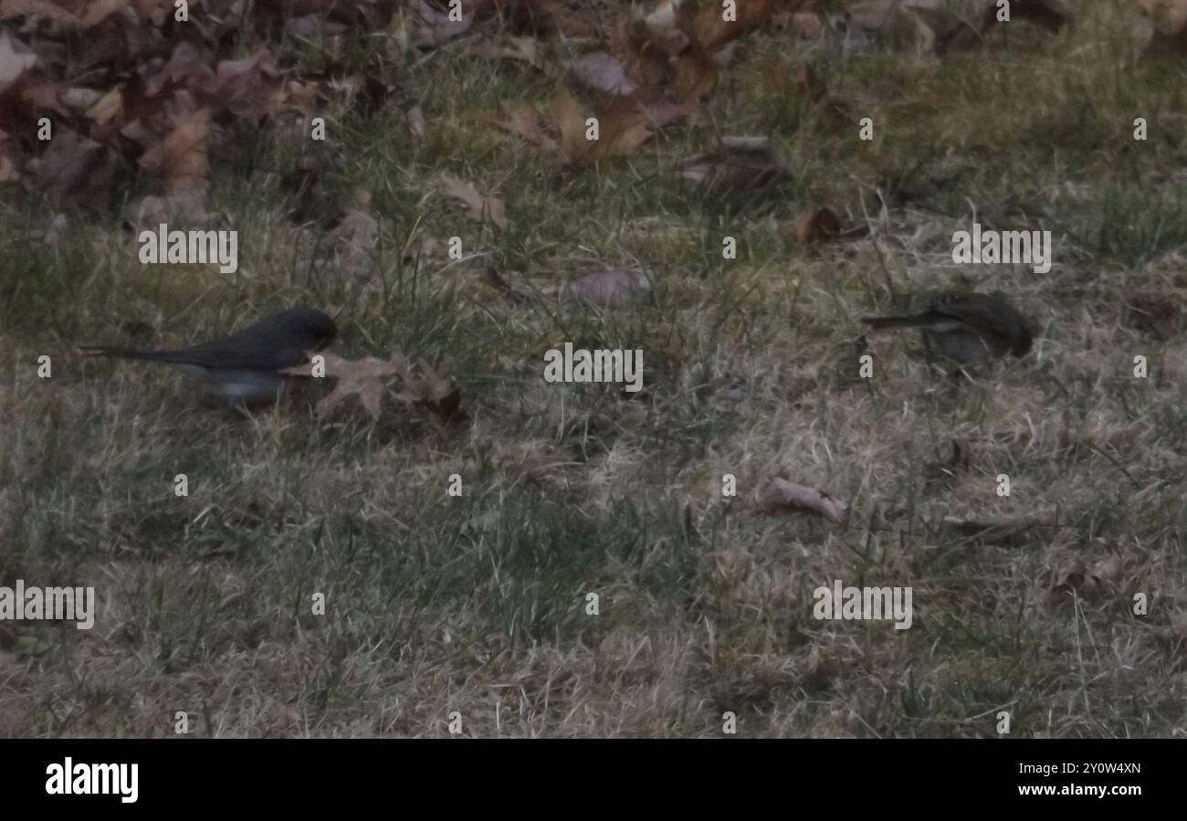 Slate-colored Junco (Junco hyemalis hyemalis) Aves Stock Photo - Alamy