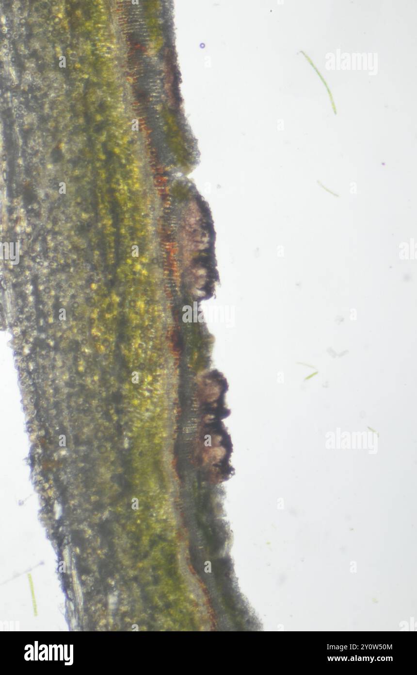 (Arthonia ilicina) Fungi Stock Photo - Alamy