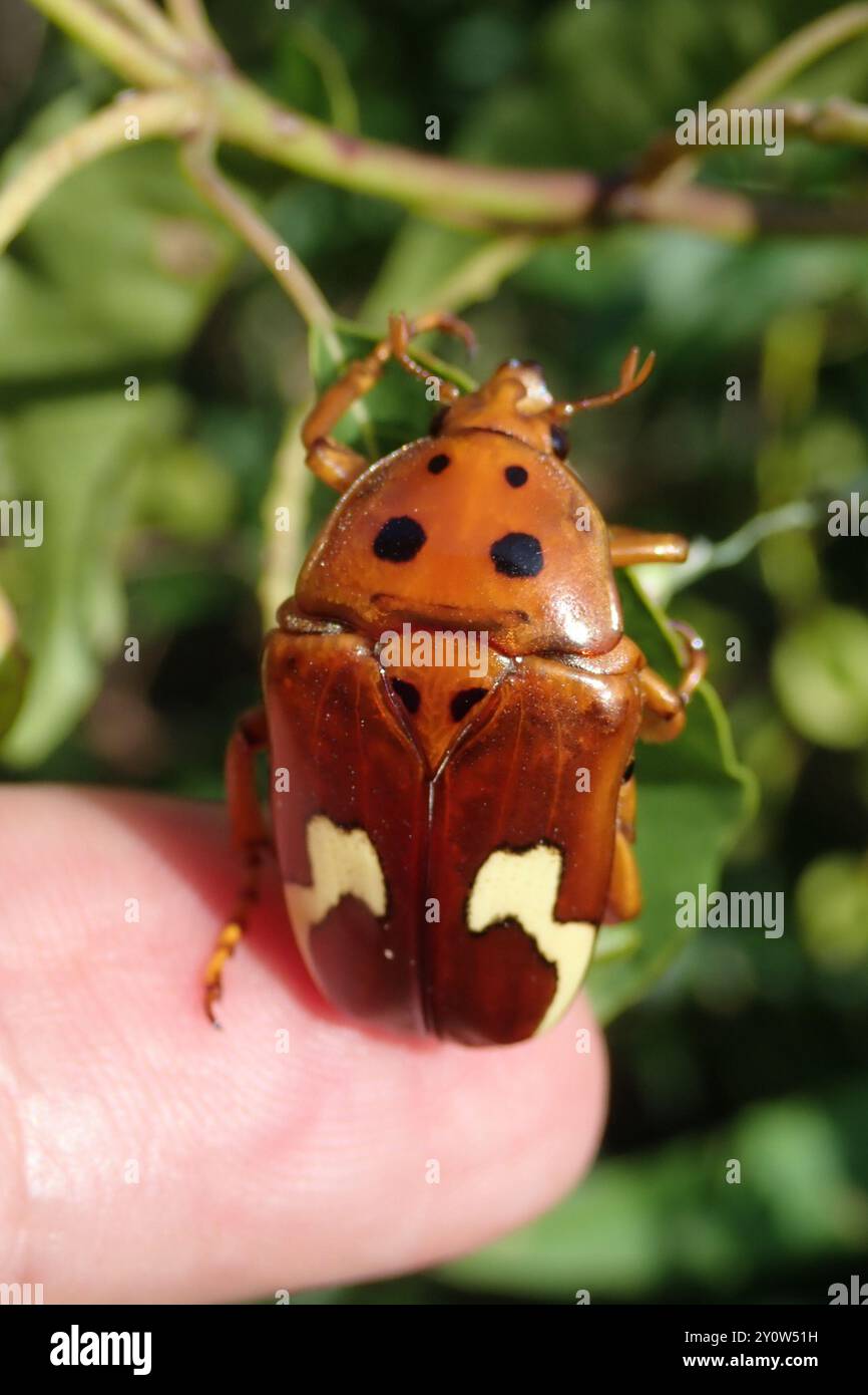 Zigzag Fruit Chafer (Anisorrhina flavomaculata) Insecta Stock Photo - Alamy