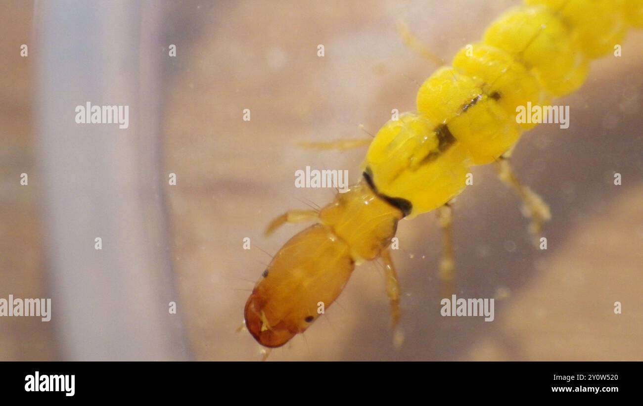 Little Black Caddisflies (Chimarra) Insecta Stock Photo - Alamy