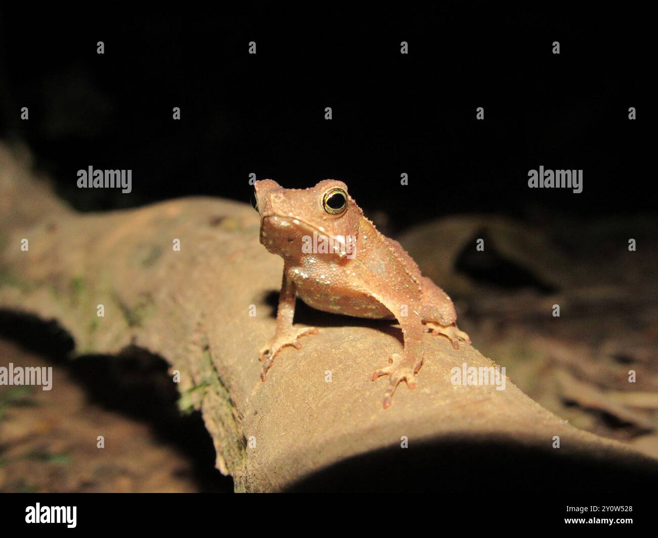 South American Common Toad (Rhinella margaritifera) Amphibia Stock ...