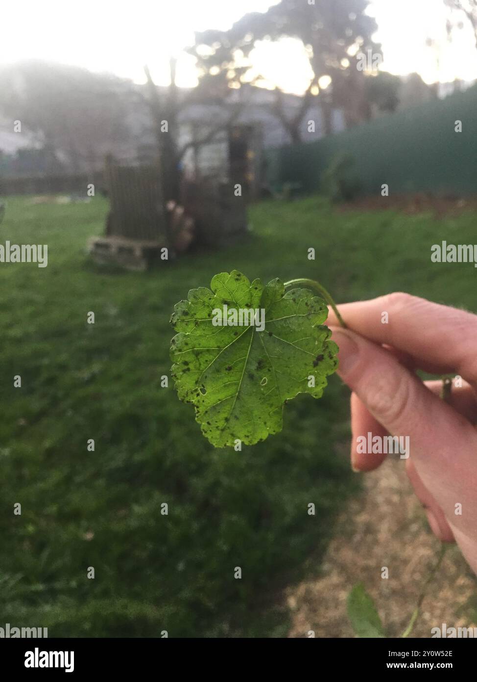 Carolina Bristlemallow (Modiola caroliniana) Plantae Stock Photo - Alamy