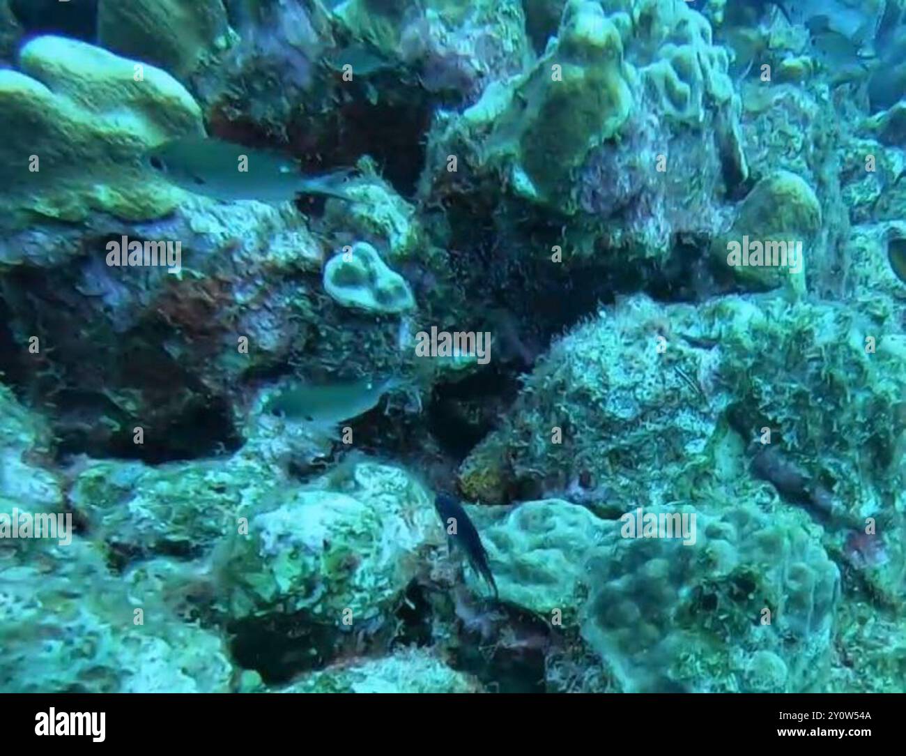 Brown Chromis (Azurina multilineata) Actinopterygii Stock Photo - Alamy