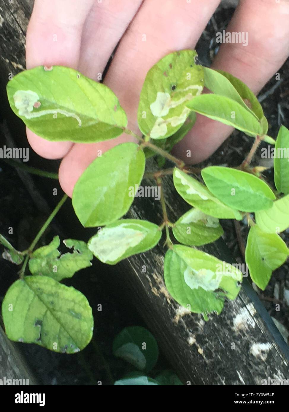 creeping beggarweed (Desmodium incanum) Plantae Stock Photo - Alamy