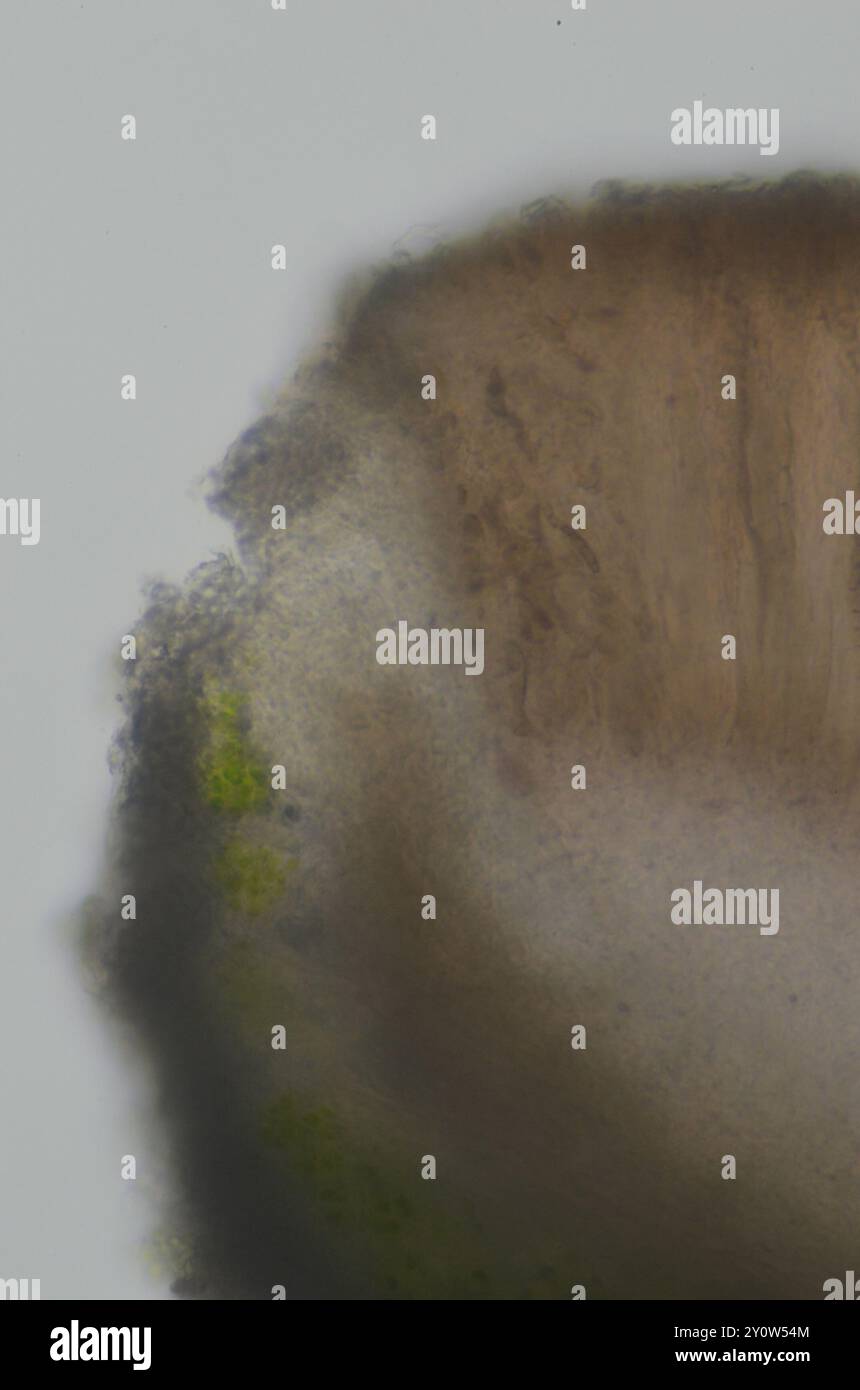 wart lichens, script lichens, and allies (Ostropomycetidae) Fungi Stock ...