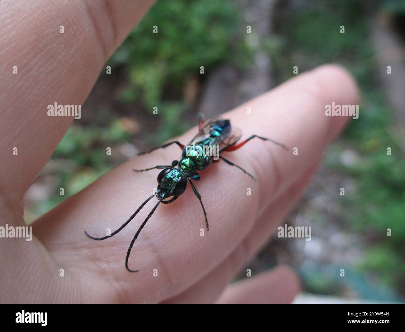Emerald Cockroach Wasp (Ampulex compressa) Insecta Stock Photo - Alamy