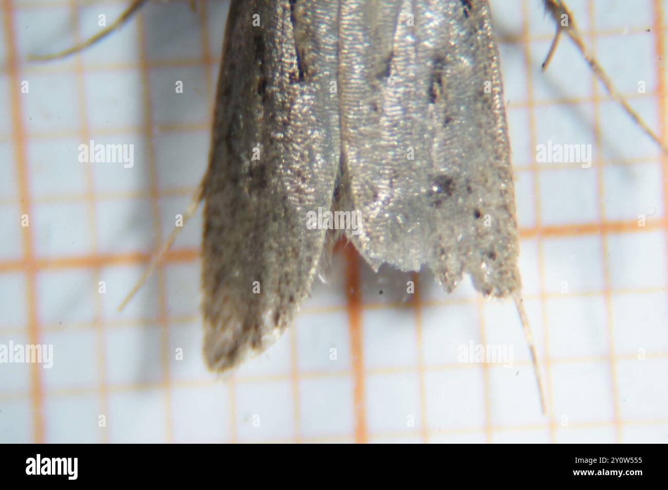 Curved-horn Moths (Gelechioidea) Insecta Stock Photo - Alamy