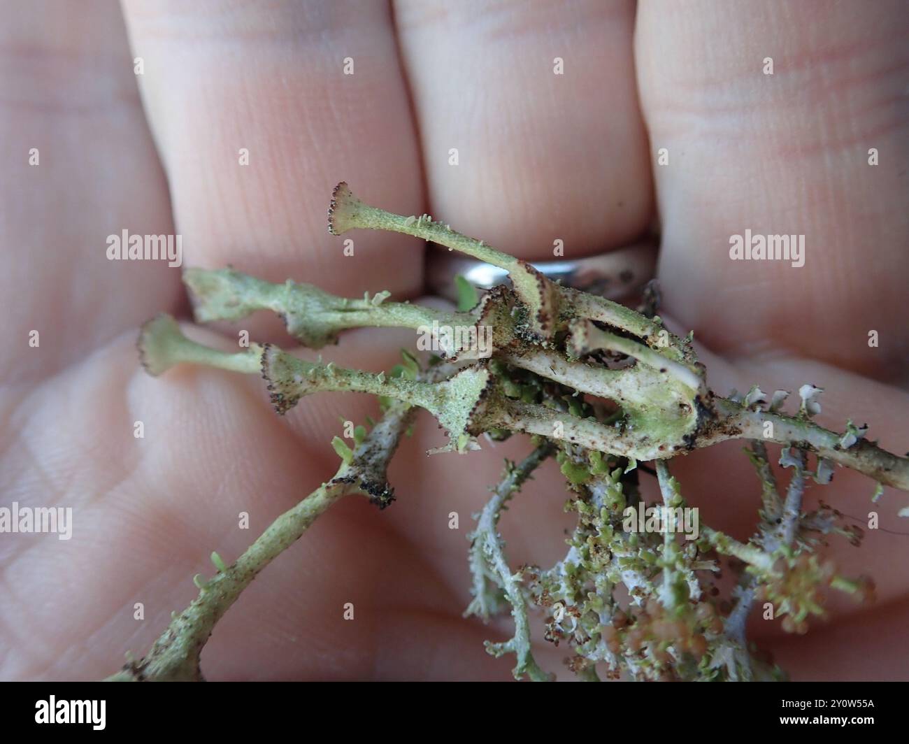 Cladonia verticillata hi-res stock photography and images - Alamy