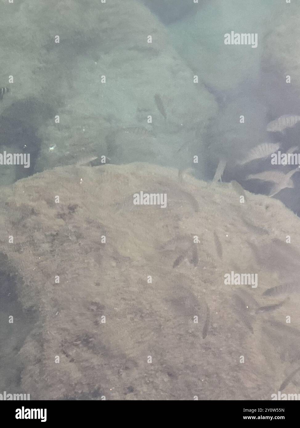 Striped Seabream (Lithognathus mormyrus) Actinopterygii Stock Photo - Alamy