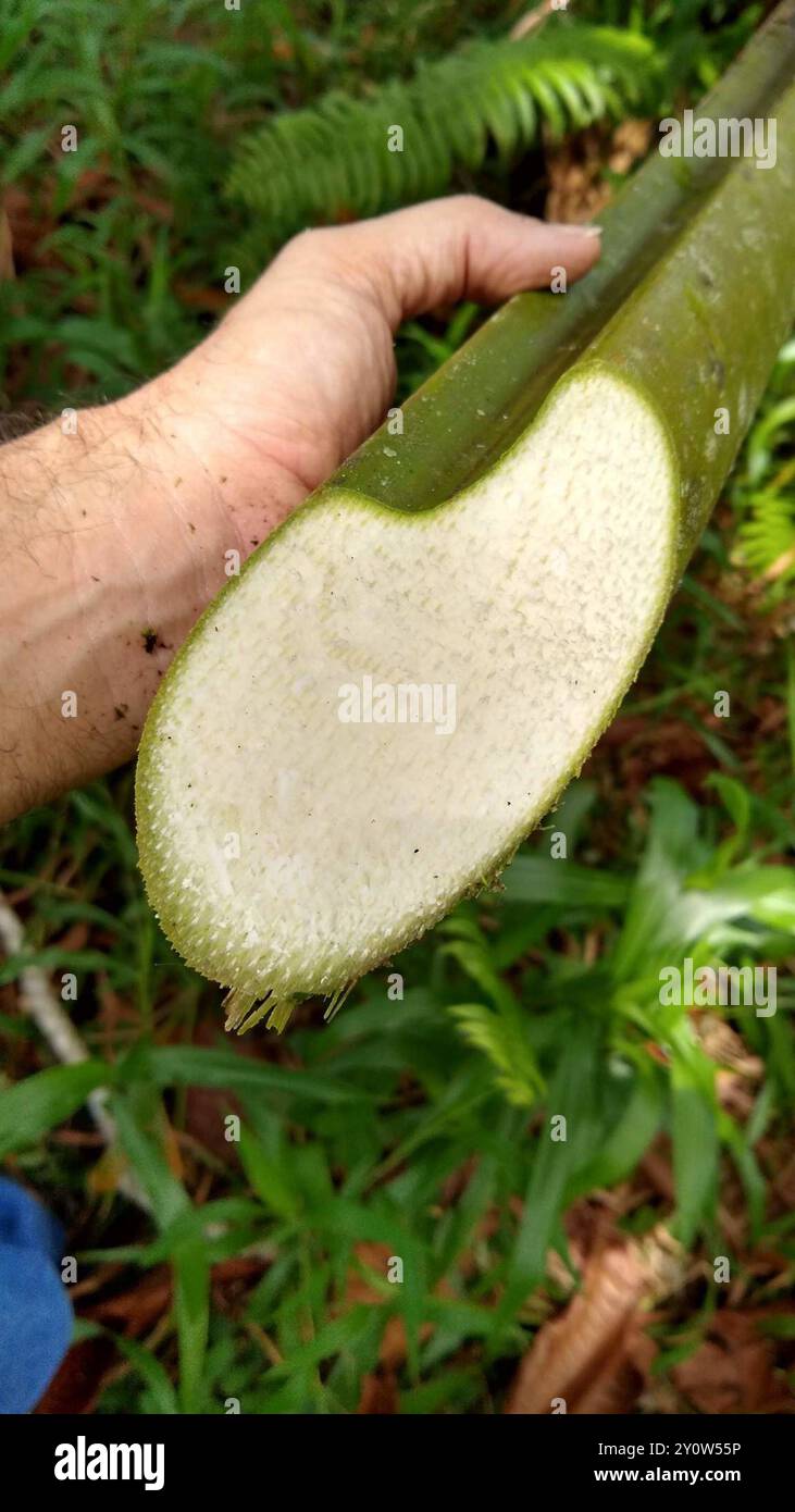 Caroline ivory-nut palm (Metroxylon amicarum) Plantae Stock Photo - Alamy