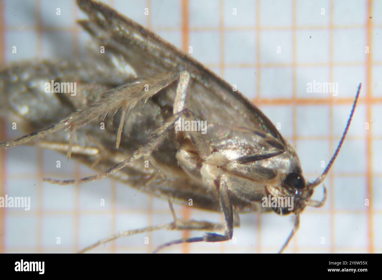 Curved-horn Moths (Gelechioidea) Insecta Stock Photo - Alamy