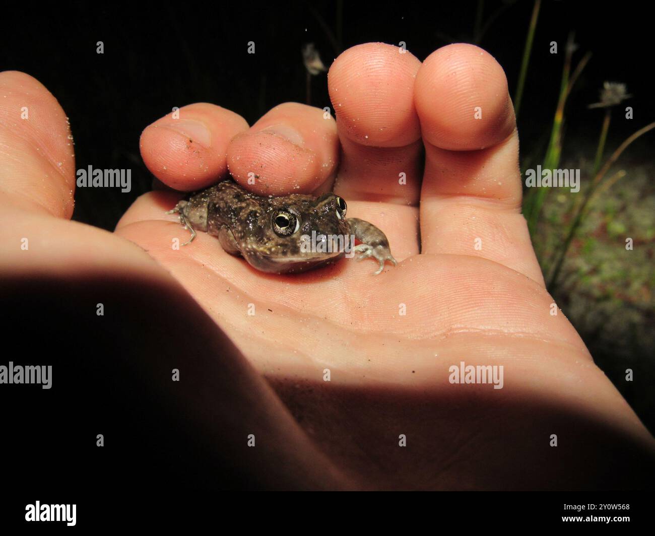 Cape sand frog (Tomopterna delalandii) Amphibia Stock Photo - Alamy